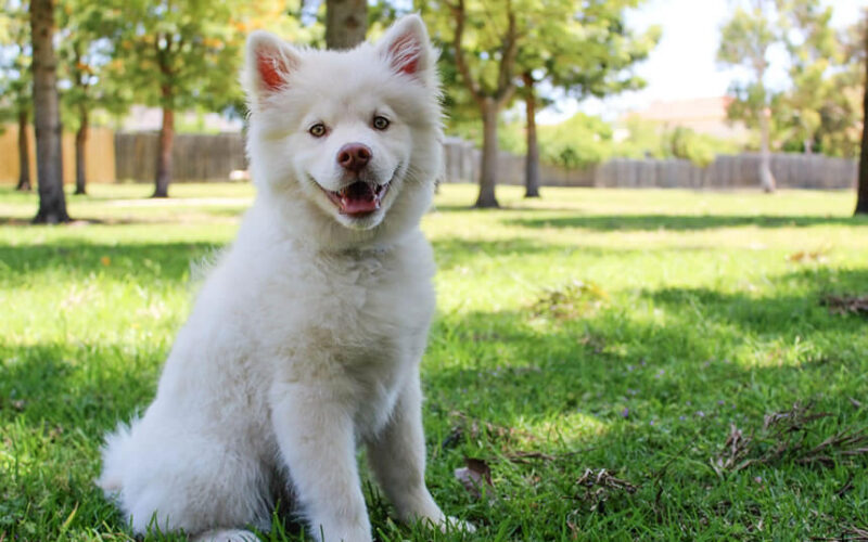 Poseidon K9 Dog Training – Poseidon K9 Dog Training